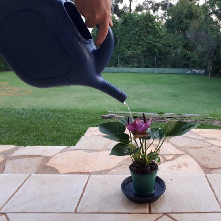 Campinas registra 30 mil casos de dengue em 2025 - Digitais